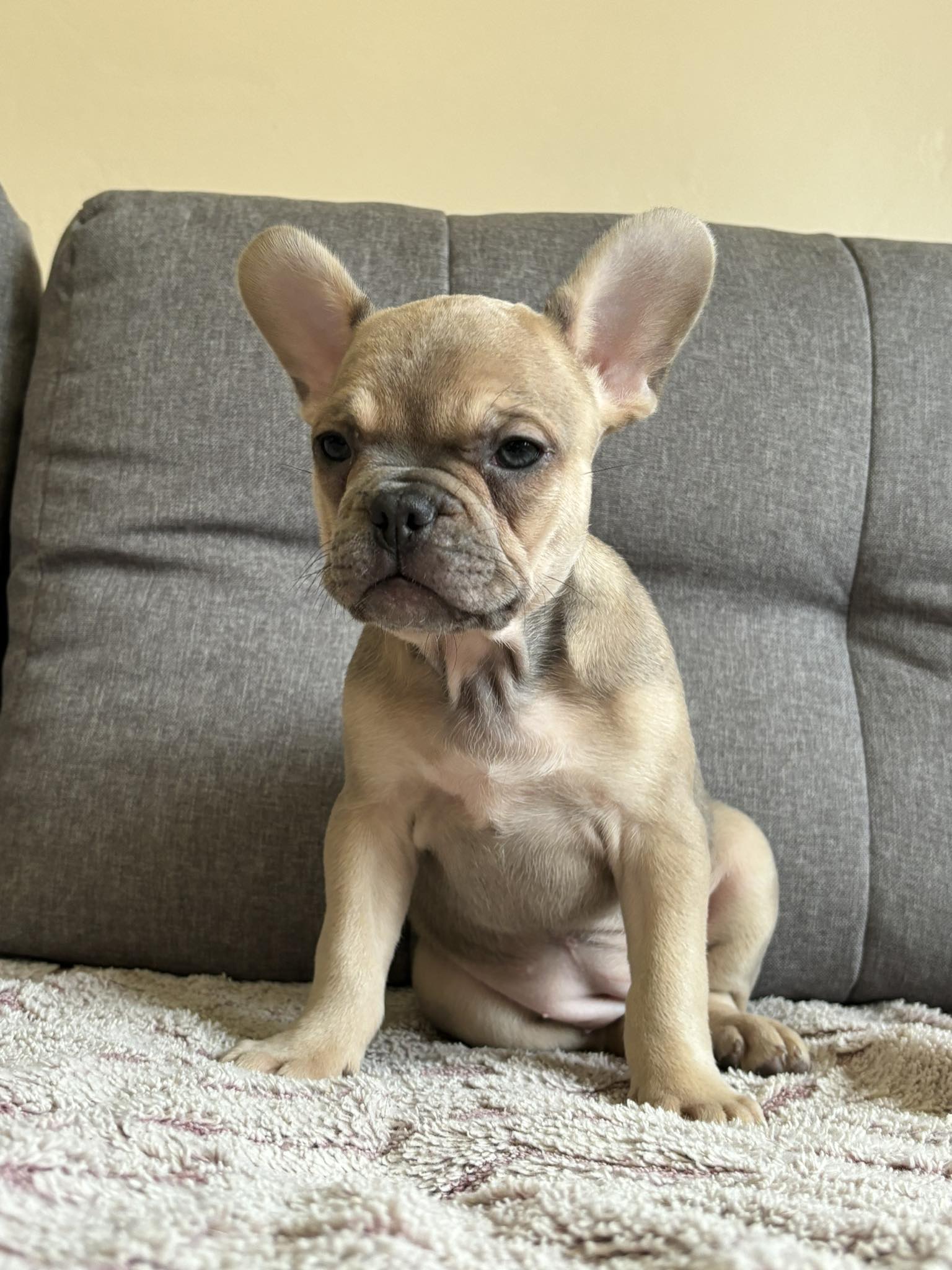 Nos chiots bouledogue français