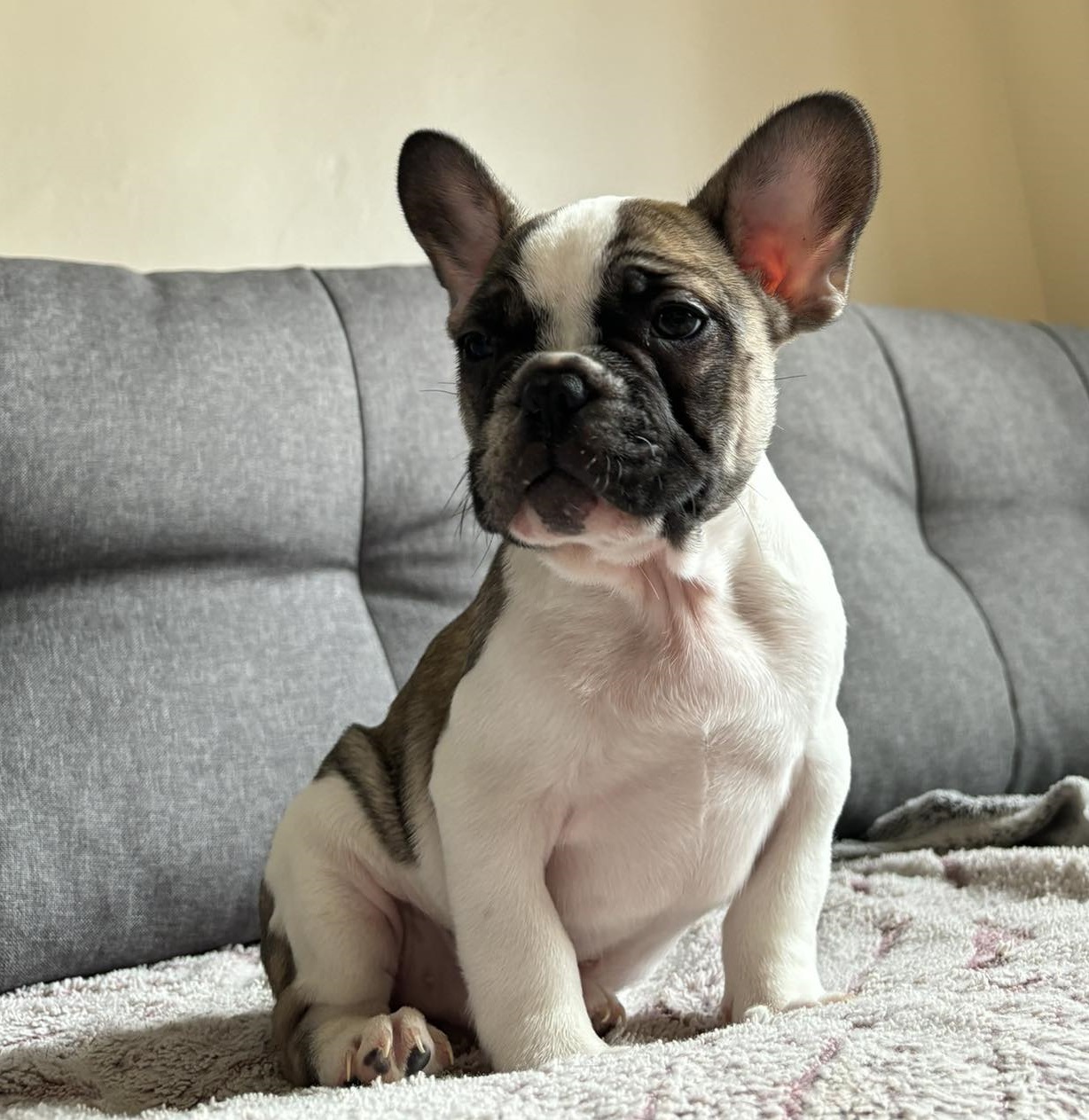Onze Franse bulldog-pups te koop