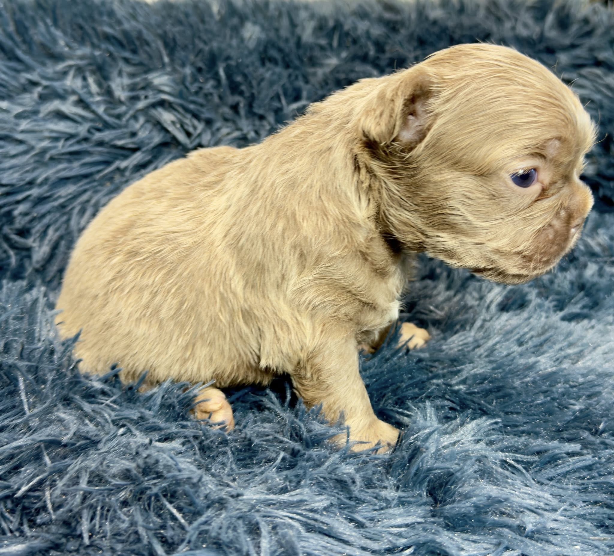 Onze Franse bulldog-pups te koop
