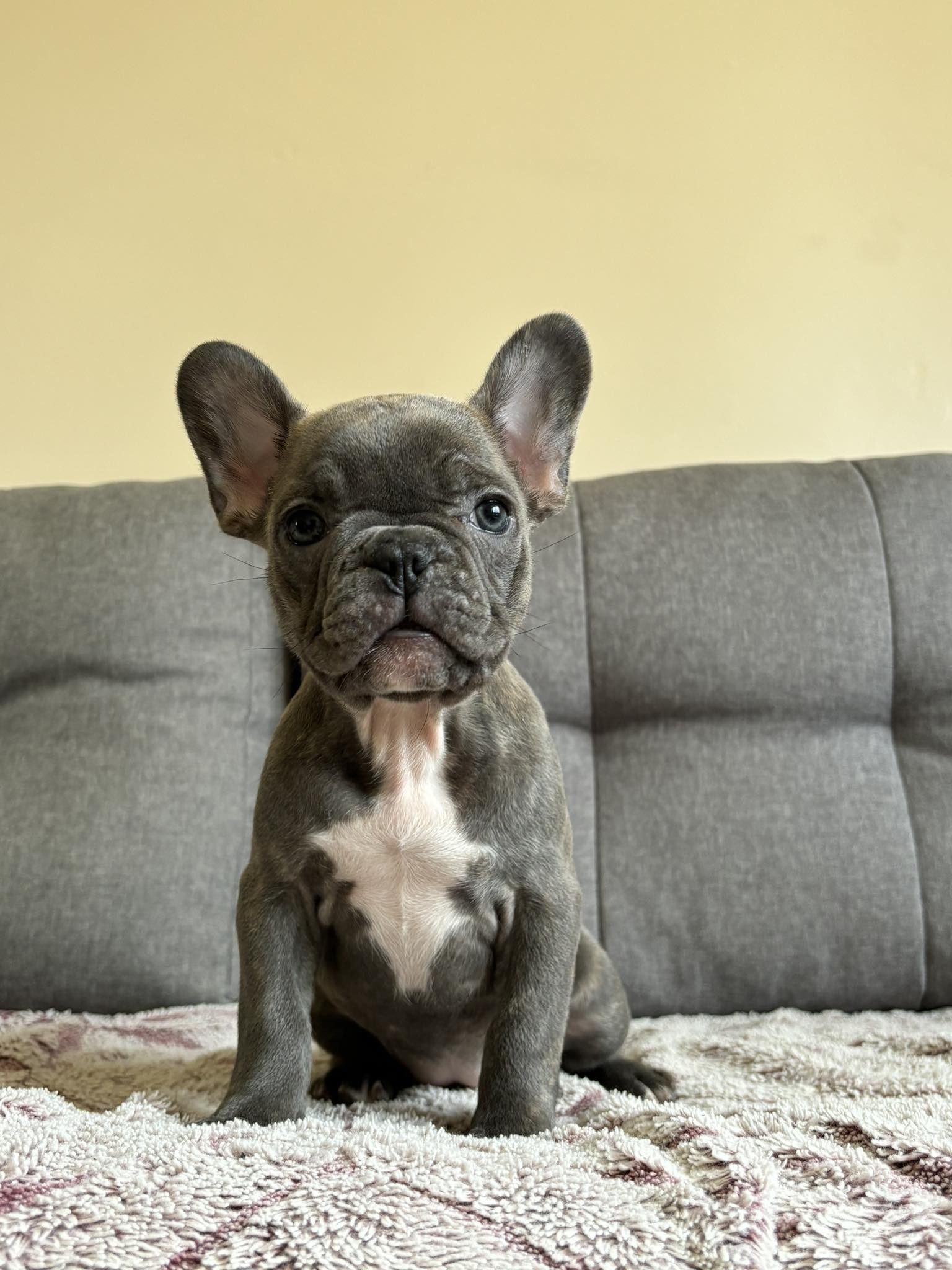 Onze Franse bulldog-pups te koop